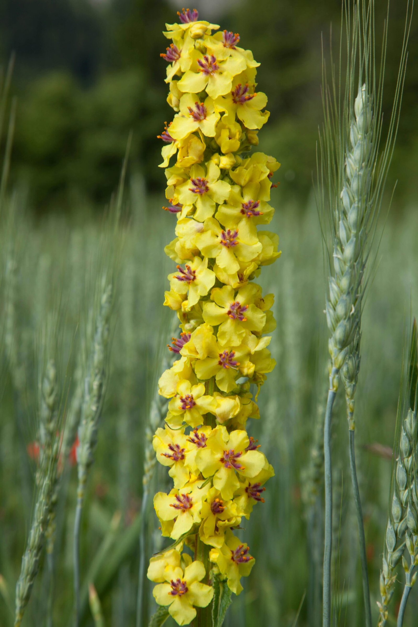 Mullein’s Health Benefits: Uses and Dosage for Wellness ...